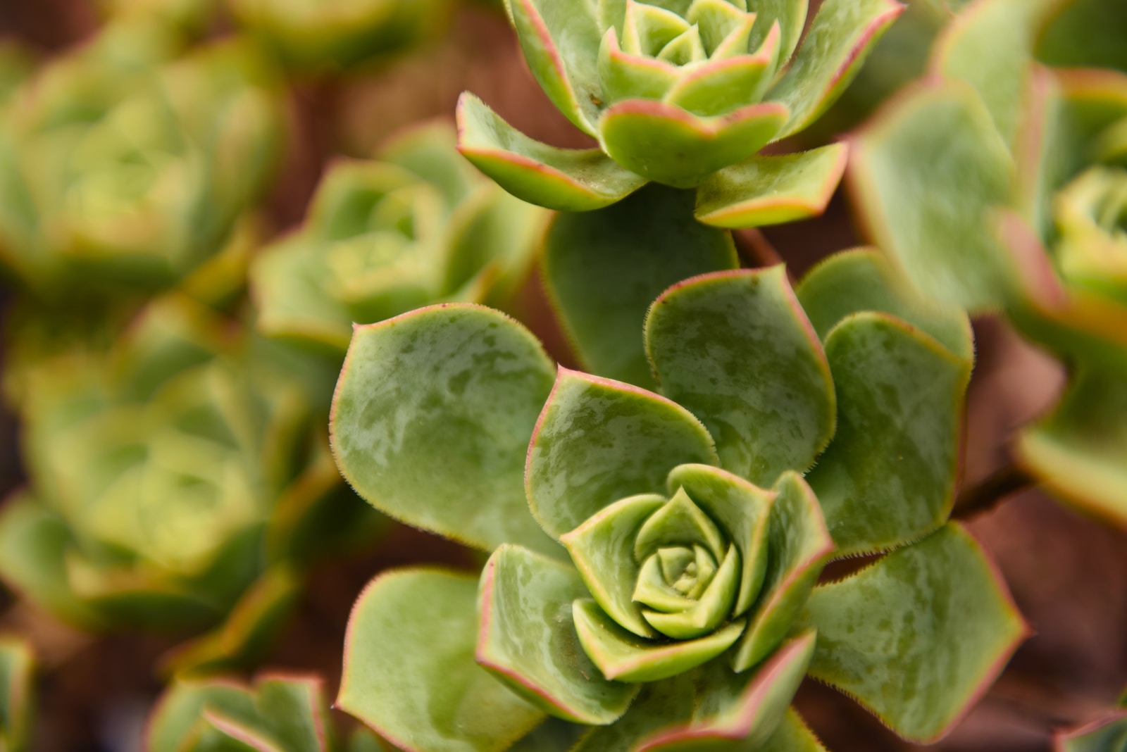 Rust Spots on Succulents: Causes, Concerns, and Cures - Succulentpedia