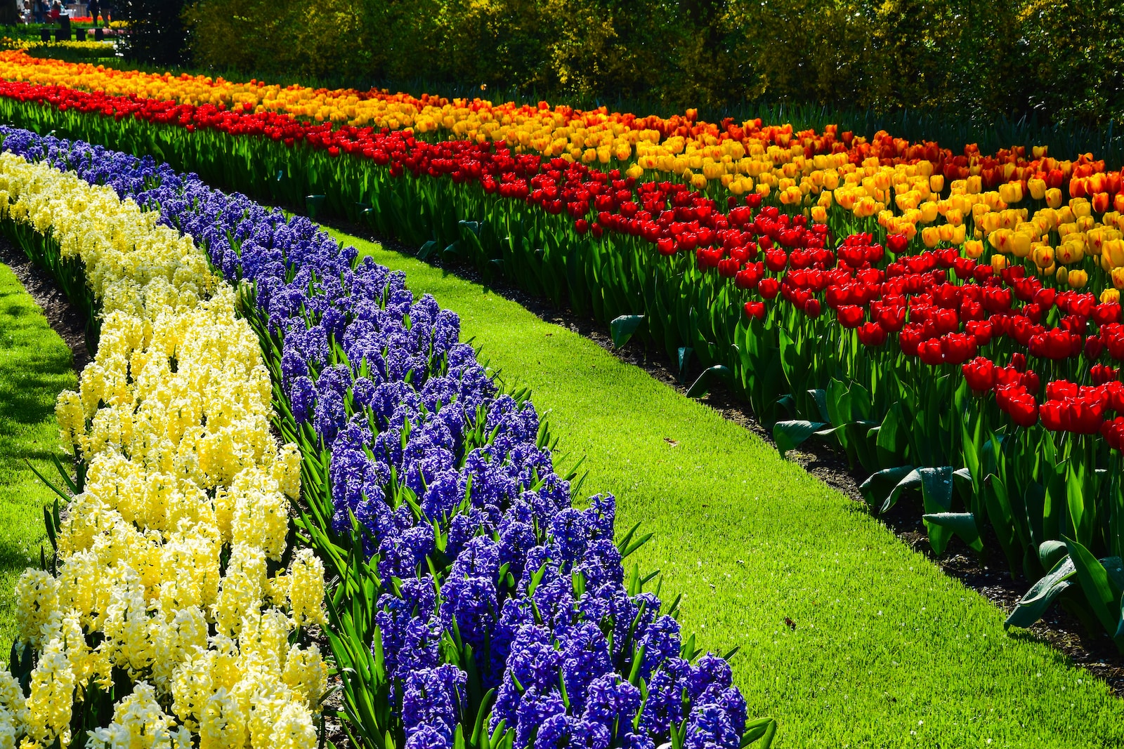 Color Palette Perfection: Planting for Visual Harmony - Succulentpedia