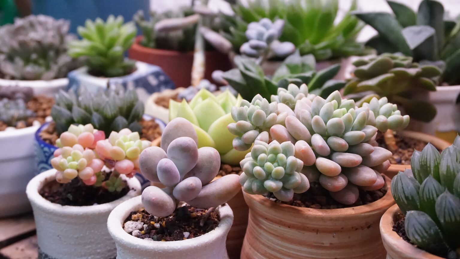 Fast-Growing Succulents to Fill Your Garden Quickly - Succulentpedia