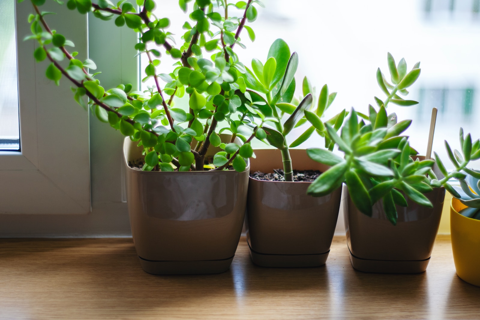 Ensuring Clean Air: Succulents That Purify Your Home - Succulentpedia