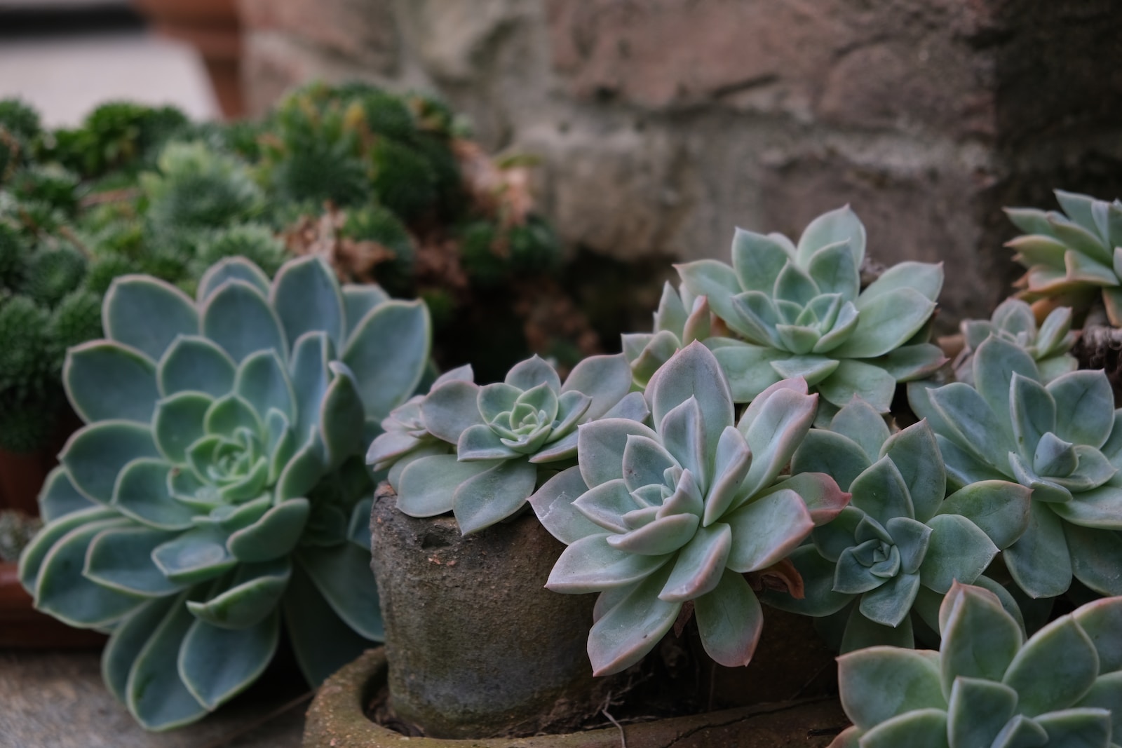 Layering Landscape: Combining Sizes and Textures - Succulentpedia