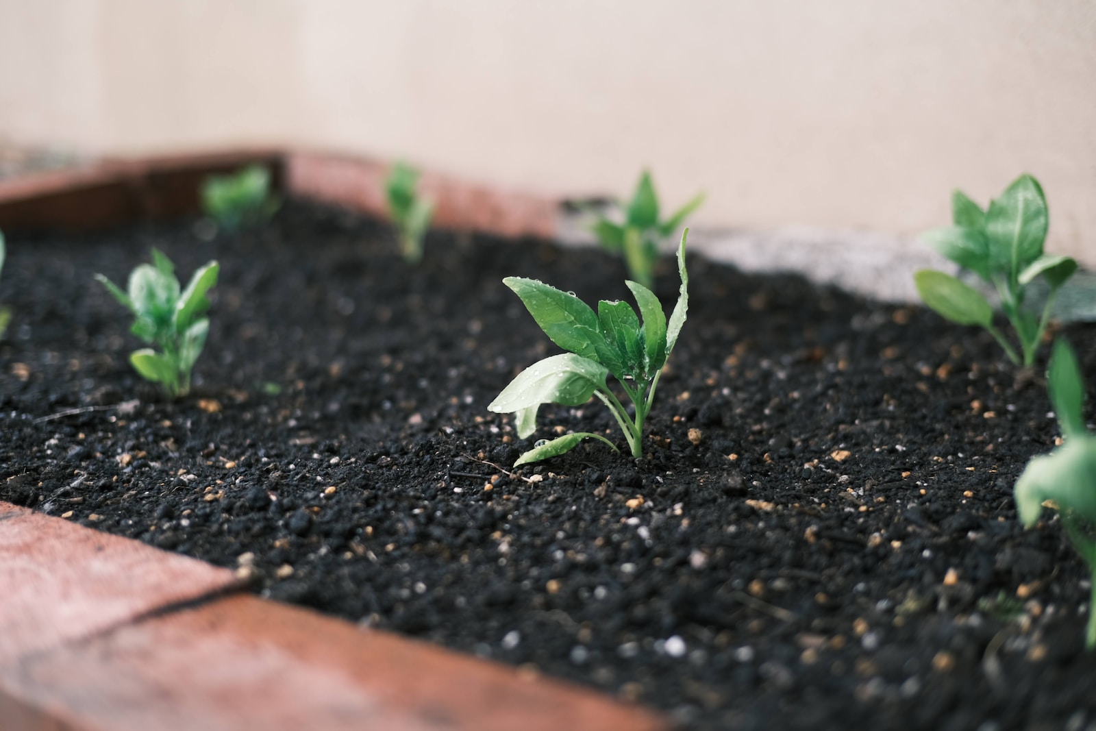 The Lowdown on Loam: Balancing Soil Components - Succulentpedia