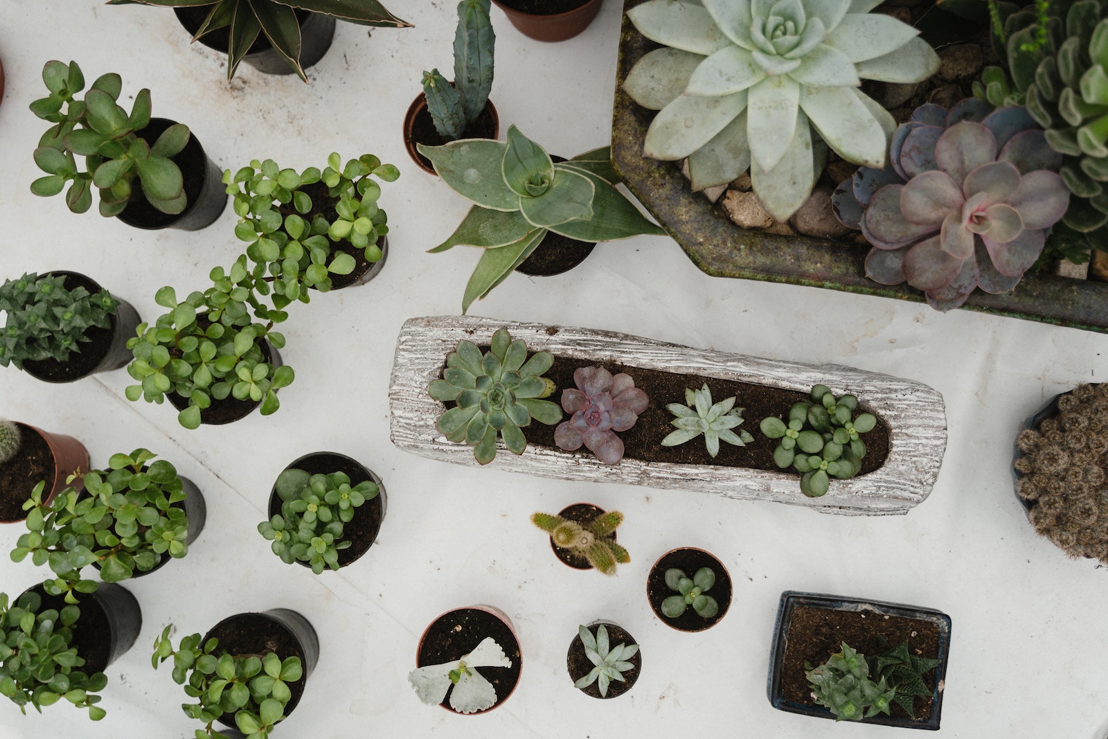 Potted Perfection: Choosing Containers for Healthy Growth - Succulentpedia