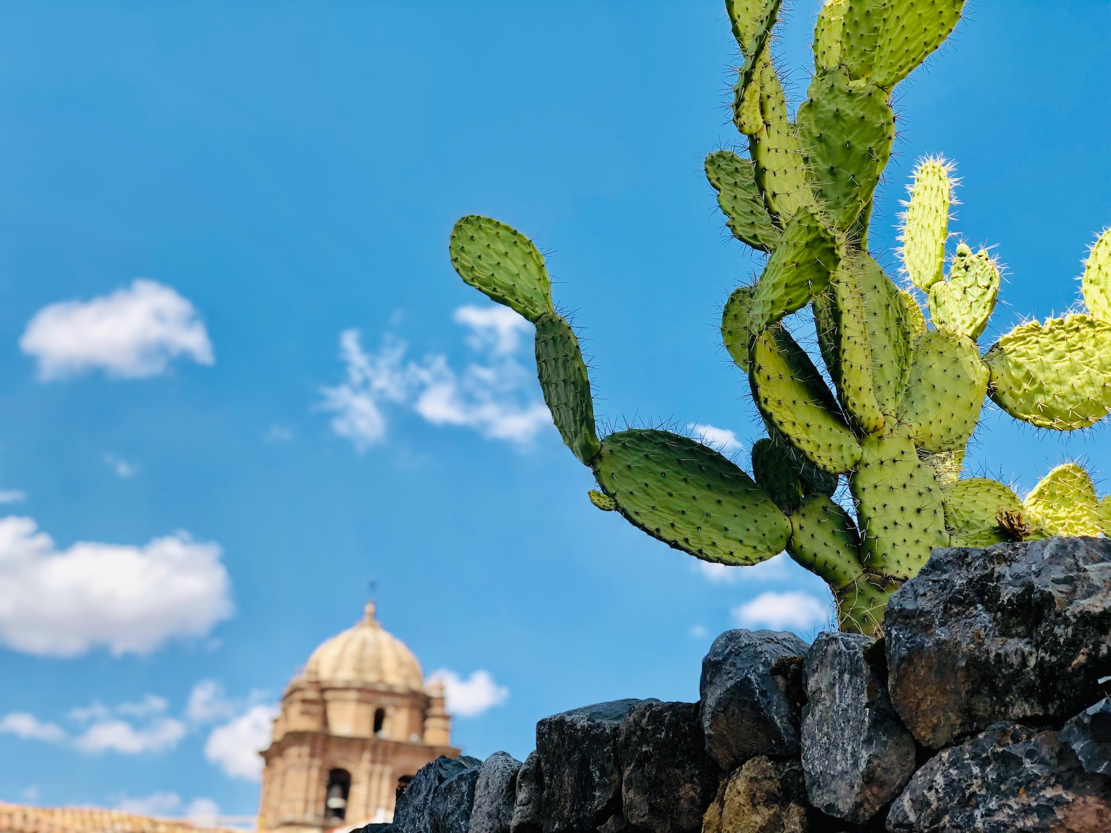 Nautical Nuances: Seaside Landscaping With Salt-Tolerant Succulents ...