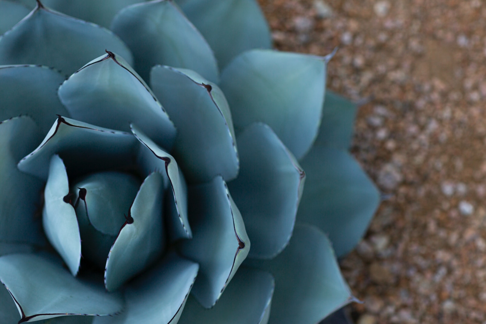When and Why to Add Sand to Your Succulent Mix - Succulentpedia
