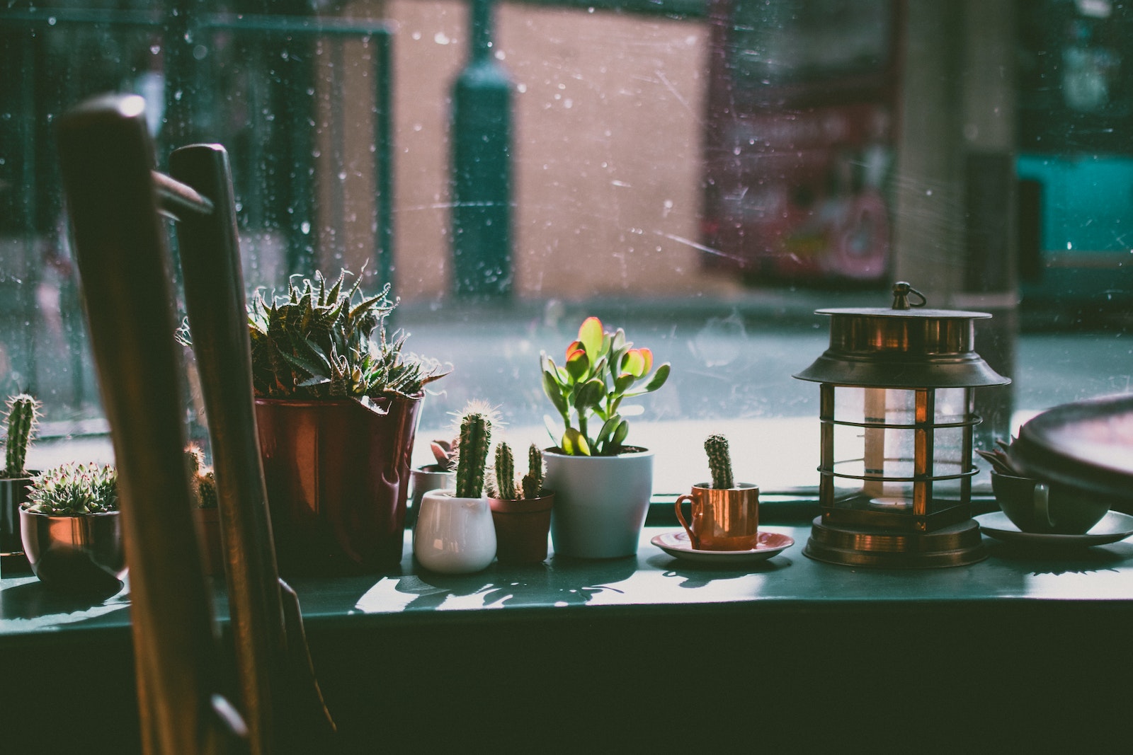 Signs of Stress: Recognizing and Addressing Succulent Distress ...