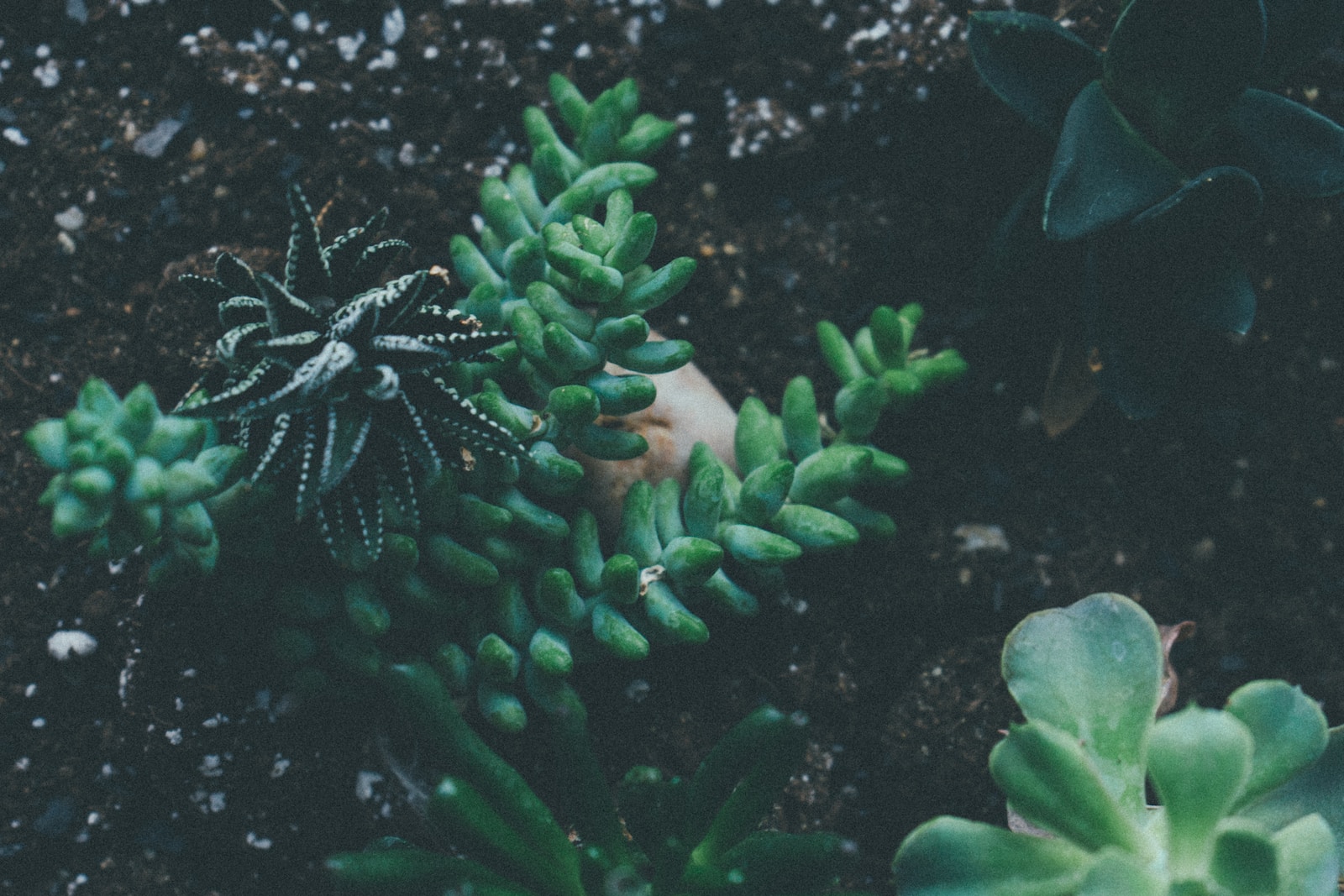 Bacterial Woes: Keeping Your Succulents Safe - Succulentpedia