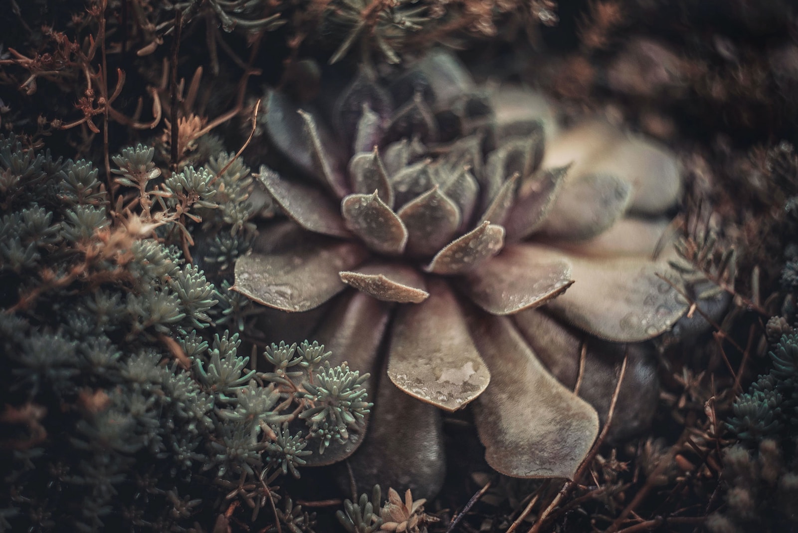 Rust Spots on Succulents: Causes, Concerns, and Cures - Succulentpedia