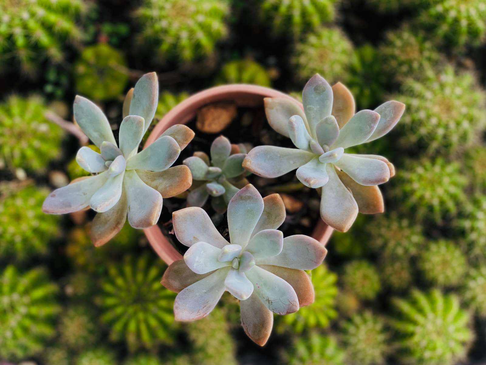 Rooting the Right Way: Encouraging Healthy Growth - Succulentpedia