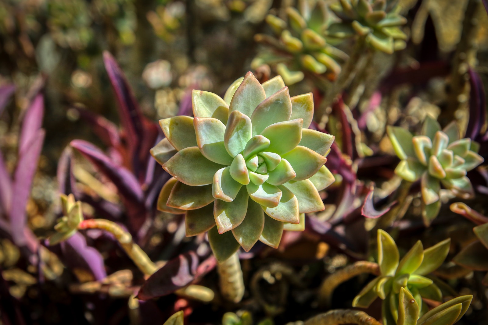 Basking in Beauty: Sun Requirements for Healthy Growth - Succulentpedia
