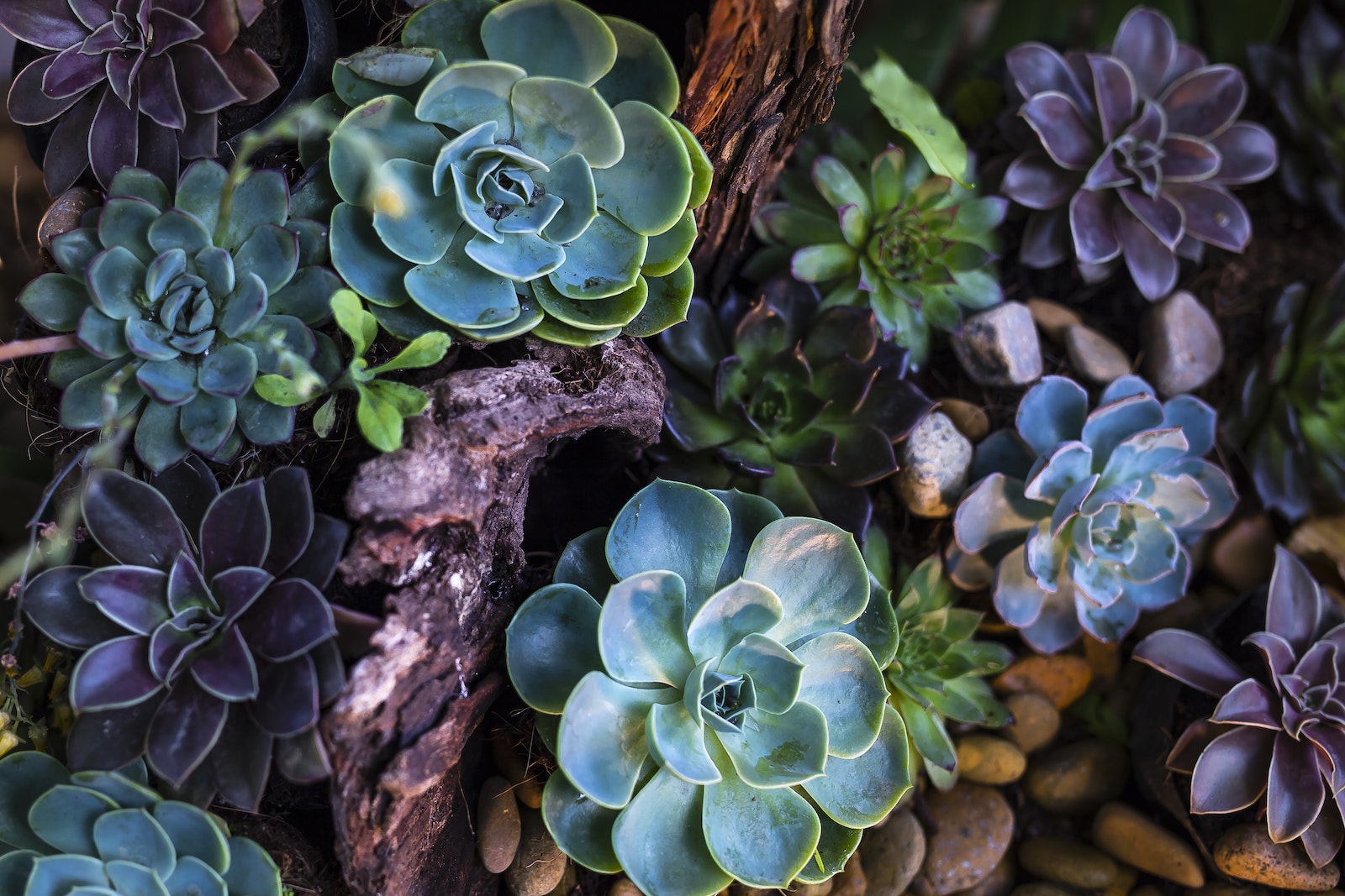 Trendsetting Succulents to Watch Out for in 2023 - Succulentpedia