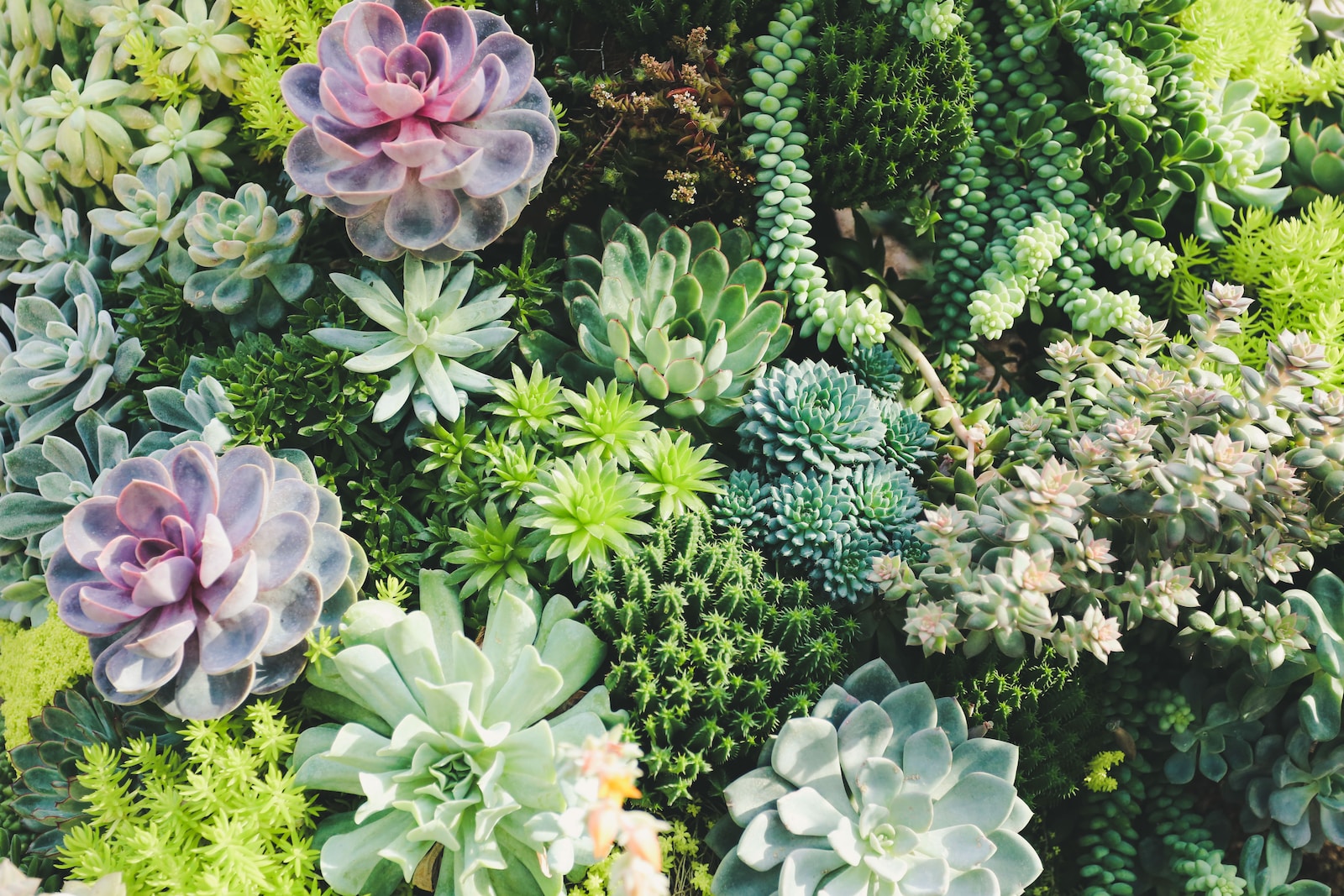 Your Ultimate Guide To Succulents - Succulentpedia